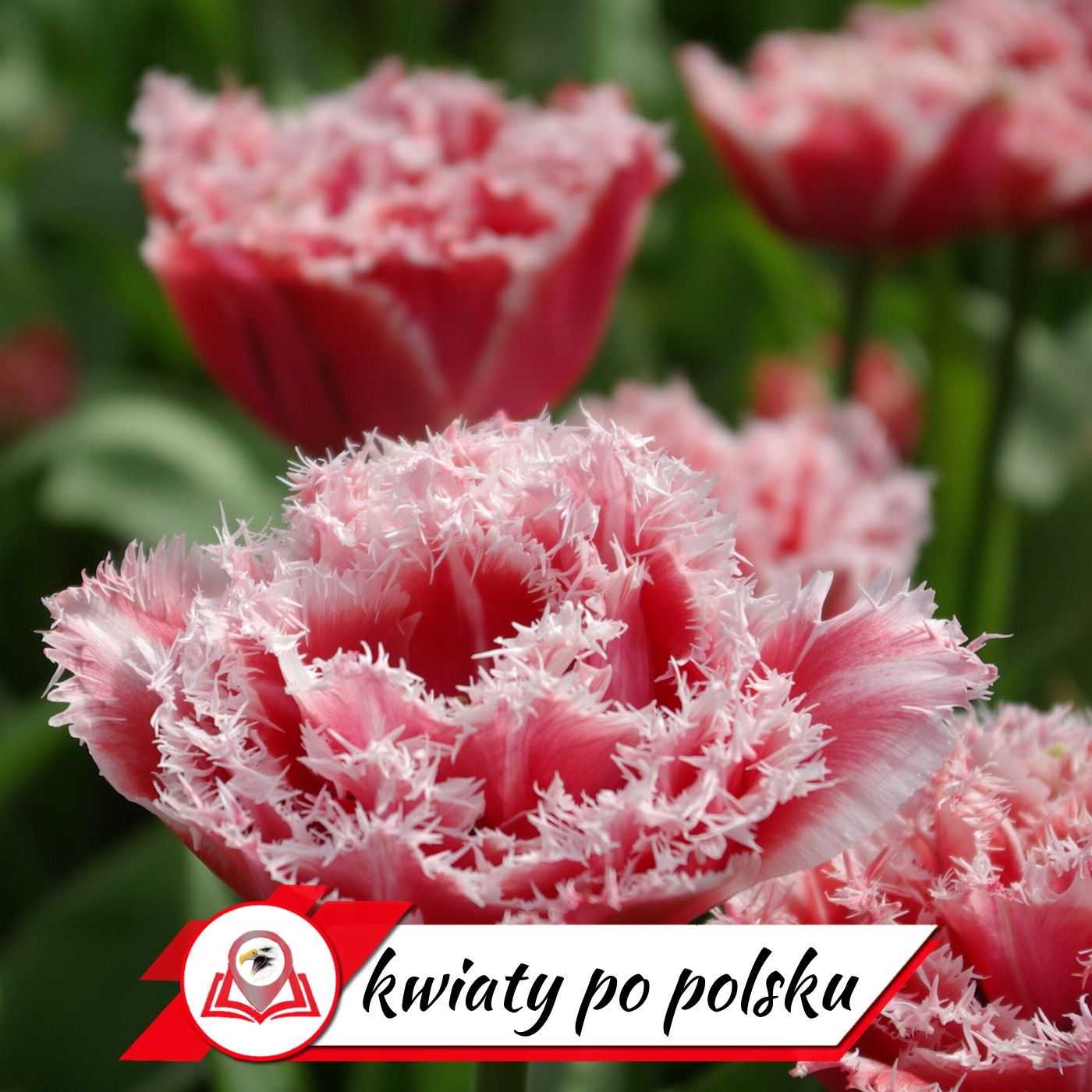 Kwiaty! - Polish Native